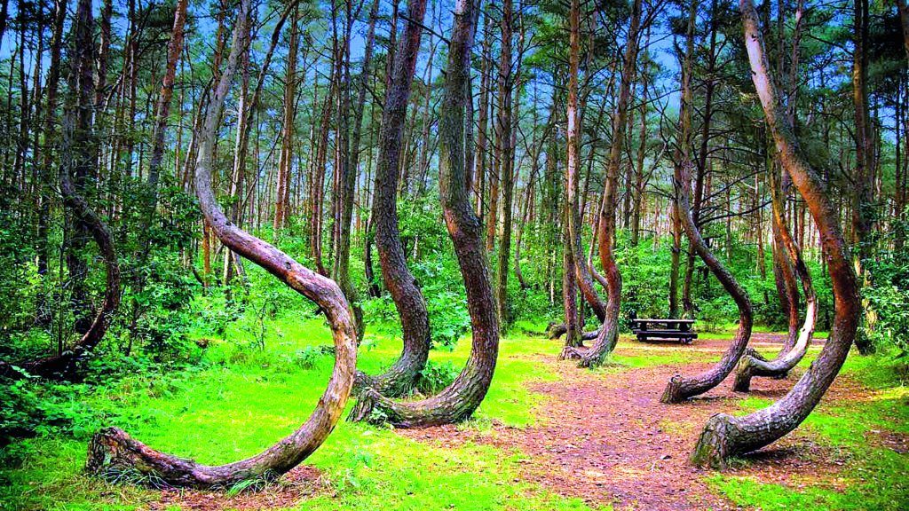 Descubre el misterioso exotismo de este bosque torcido