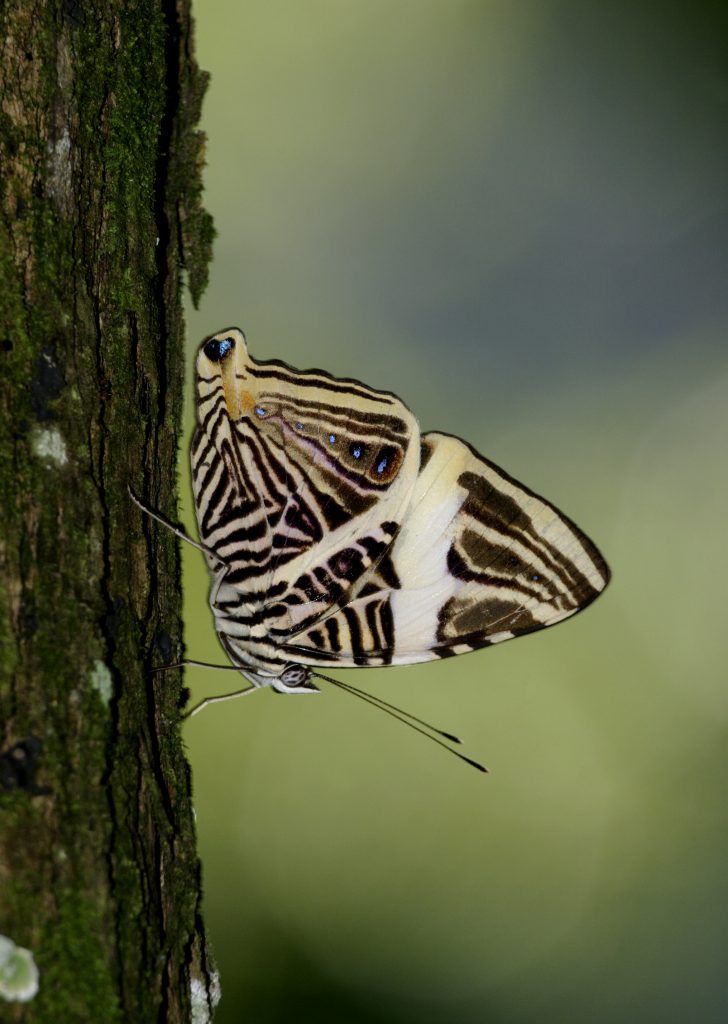 Colobura-dirce - Ritmo Social