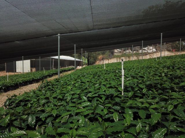 Calcalí Coffee: el lugar ideal para degustar exquisito café