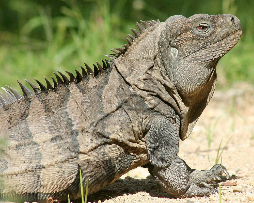 Iguana-de-Ricord-Grupo-Jaragua - Ritmo Social