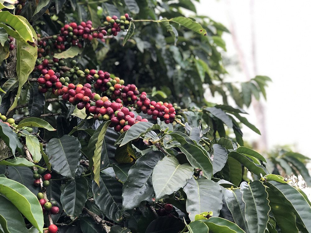 Calcalí Coffee: el lugar ideal para degustar exquisito café