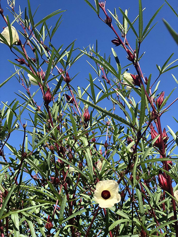 Calcalí Coffee: el lugar ideal para degustar exquisito café