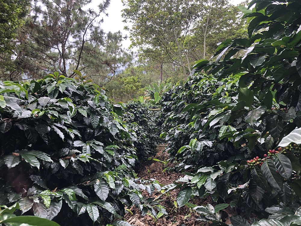 Calcalí Coffee: el lugar ideal para degustar exquisito café