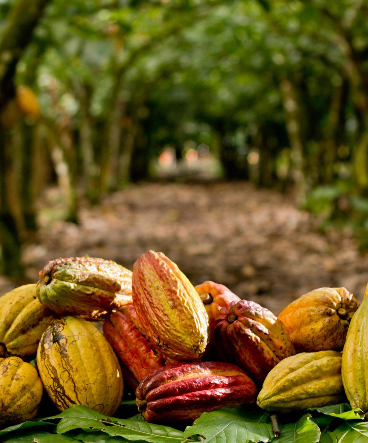 Héctor José Rizek: Representa con orgullo el legado cacaotero familiar