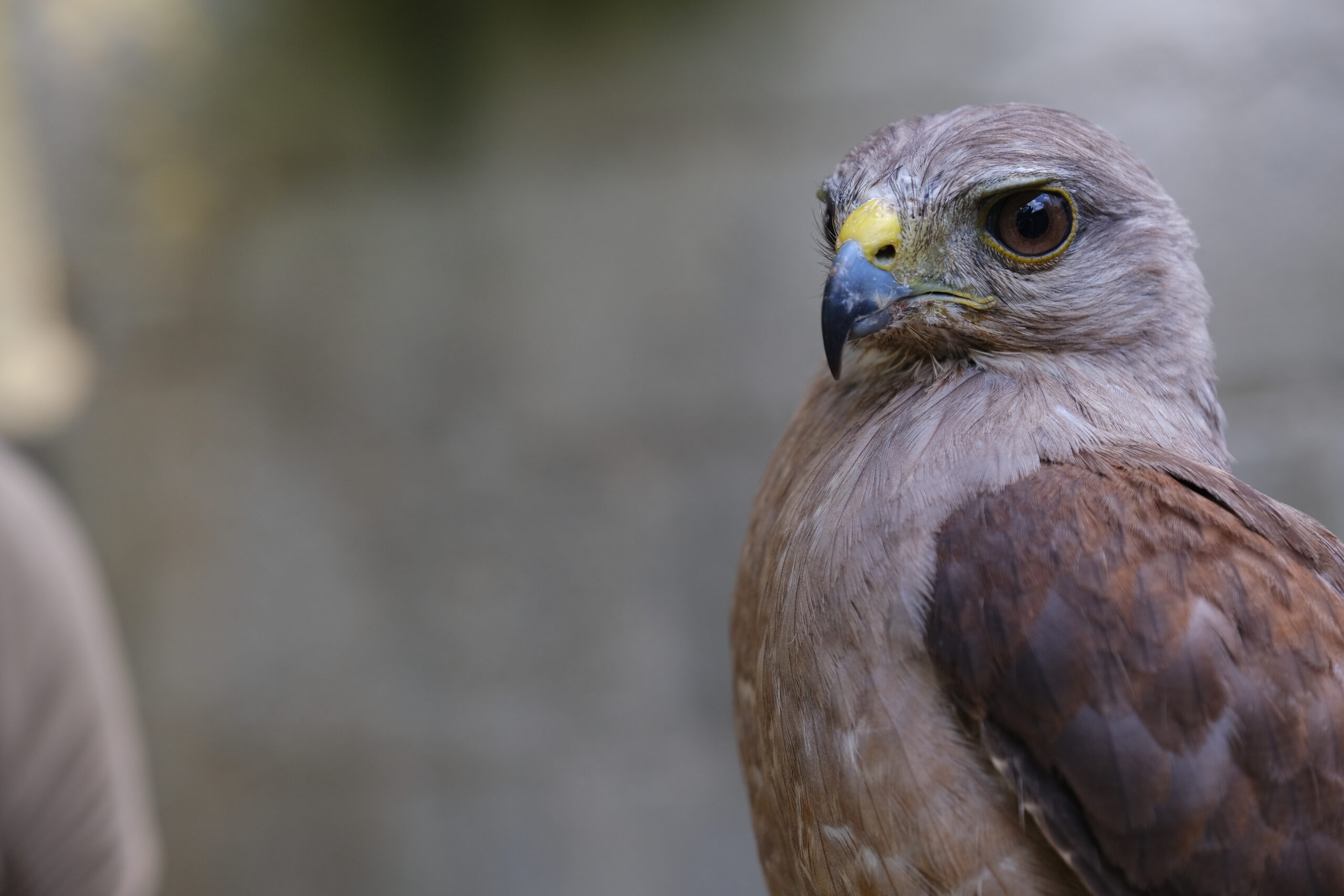 The Peregrine Fund y el Gavilán de la Española